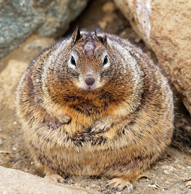 Fat Squirrels Forecast Falling Snow – Mark My Words