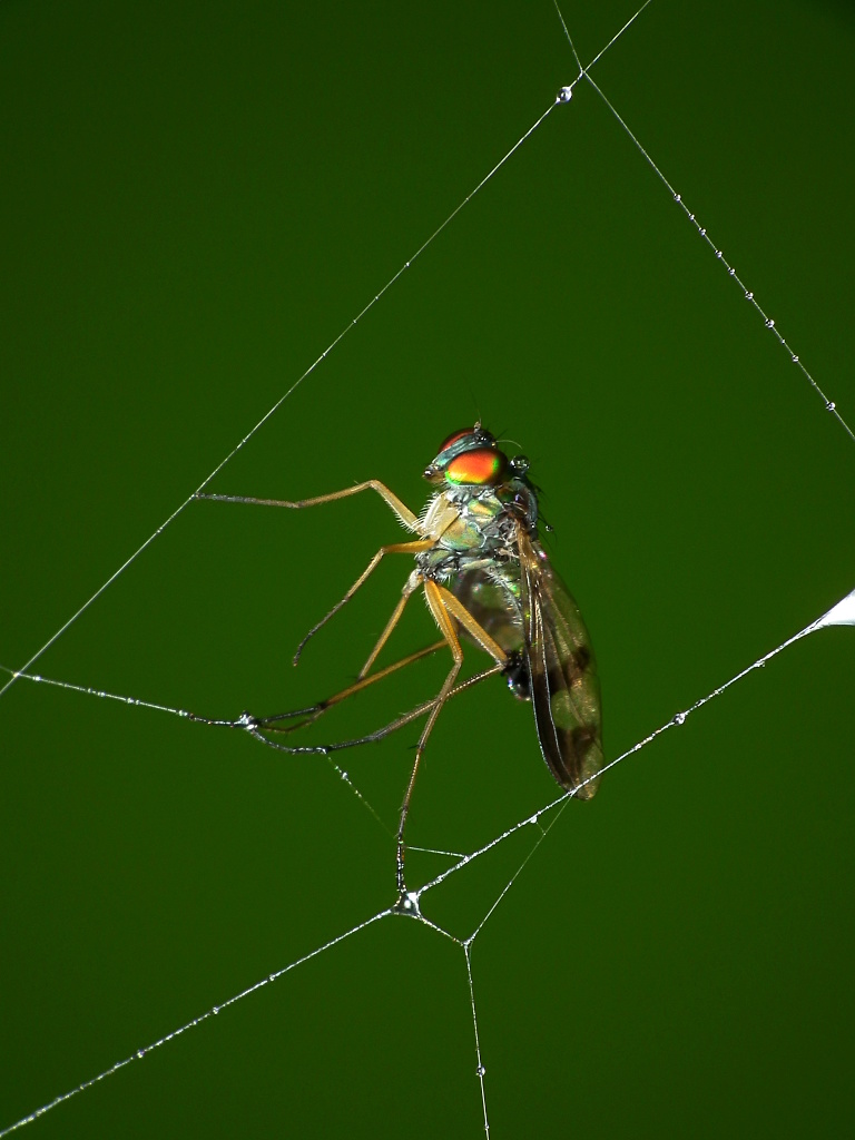 I’ve been that fly before. – Mark My Words