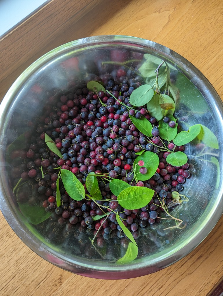A pleasant juneberry buzz. – Mark My Words