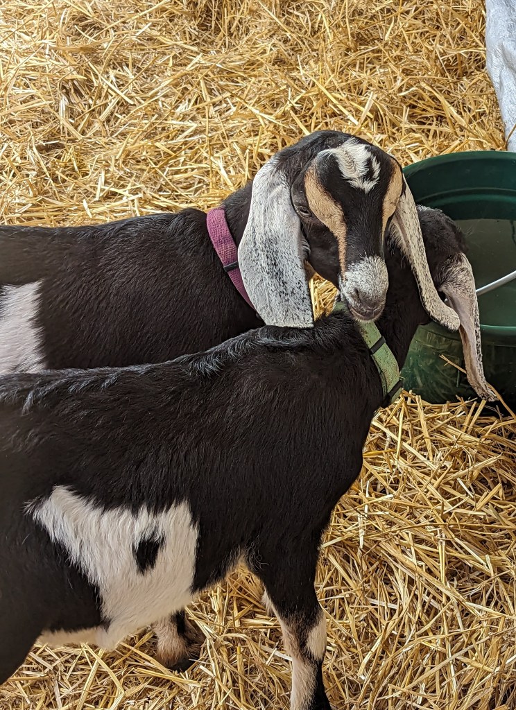 Whatever floats your goat. – Mark My Words