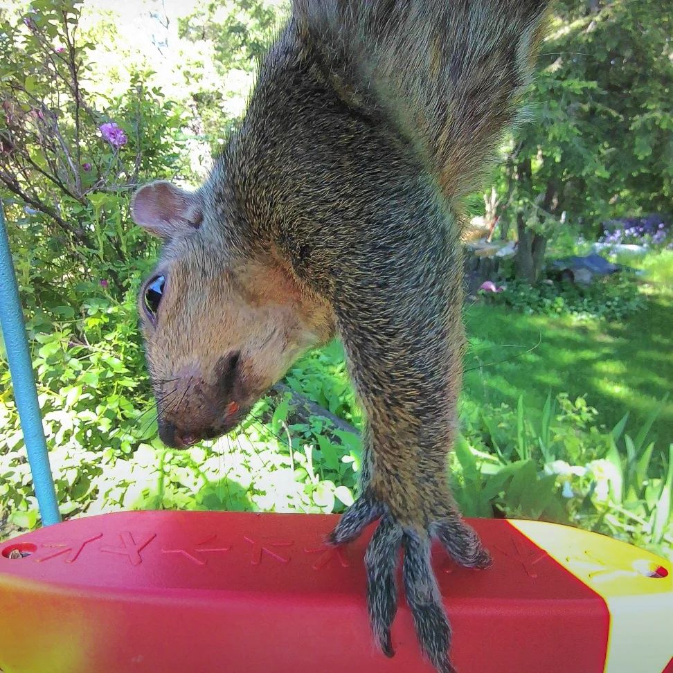 Squirrels are the new Tom Brady. – Mark My Words