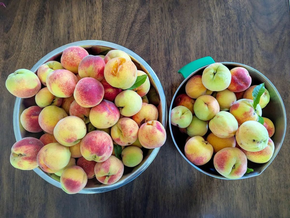 We can grow cheese like nobody’s business. – Mark My Words