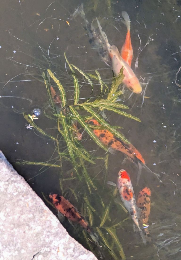 The mystery of the disappearing desk chair. – Mark My Words